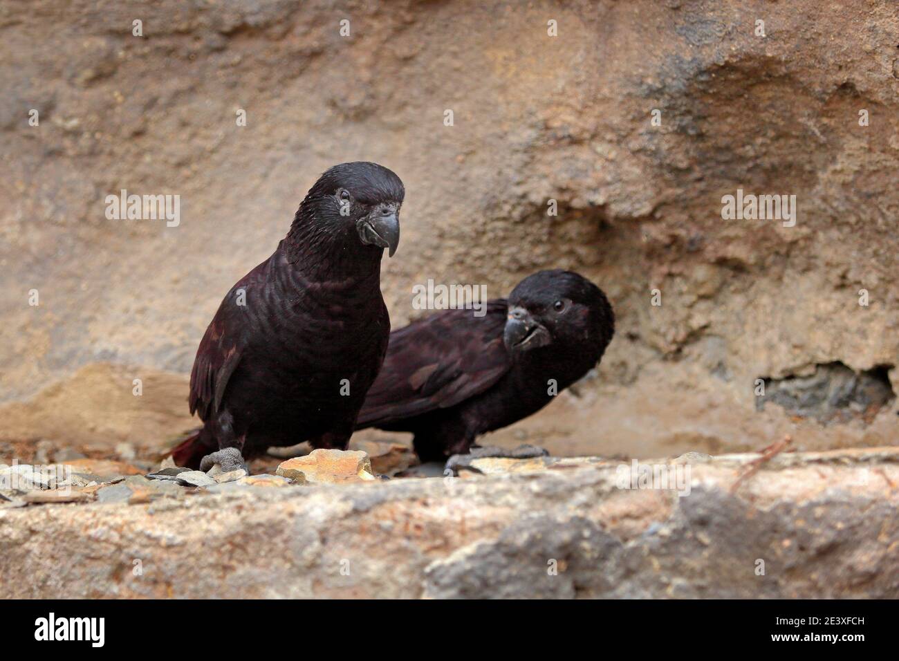 Black lory, Chalcopsitta atra, dark parrot from West Papua, New Guinea ...