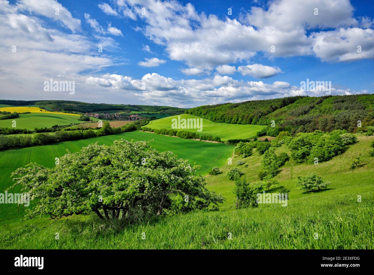Czech spring landscape, green vegetation with blue sky and clouds ...