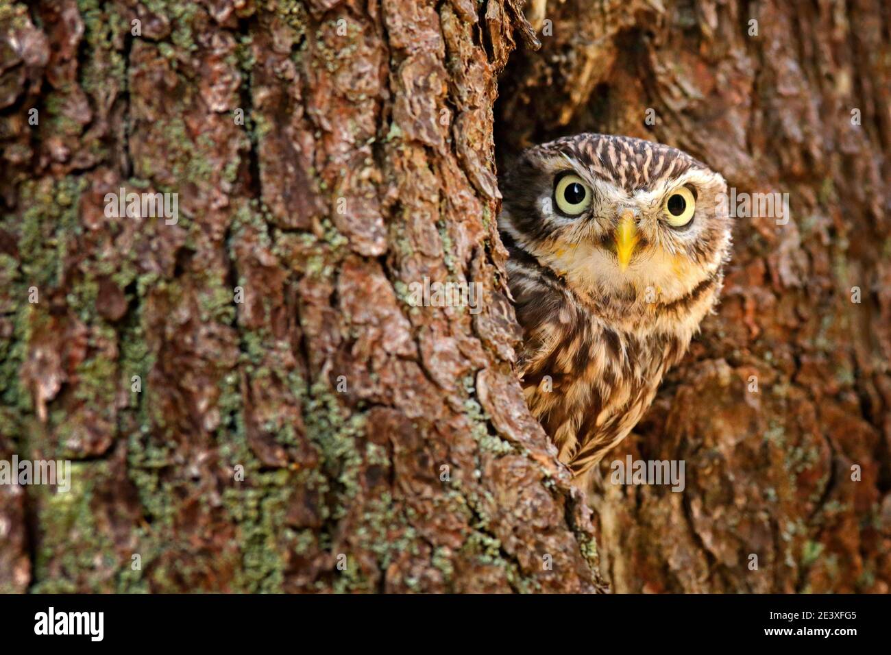 Owl hidden in tree nest hole in the forest. Little Owl, Athene noctua ...