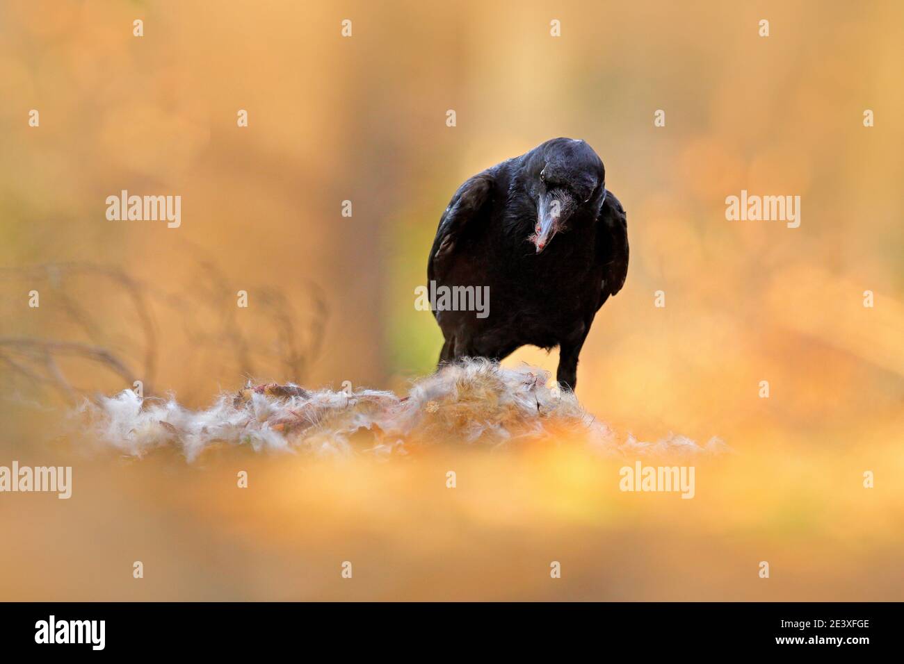 Raven with dead hare kill, carcass in the forest. Black bird with head ...