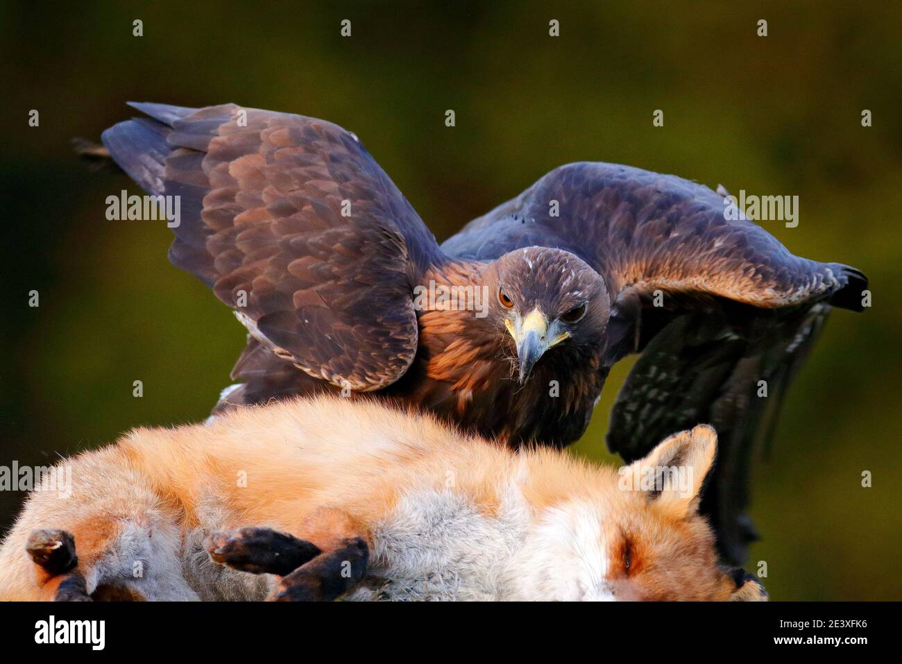 Golden Eagle feeding on kill Red Fox in the forest during rain and ...