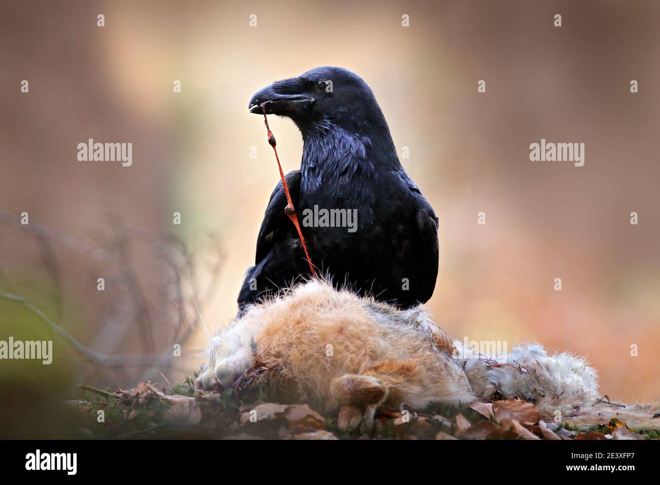 Catching Fire Bird Scene