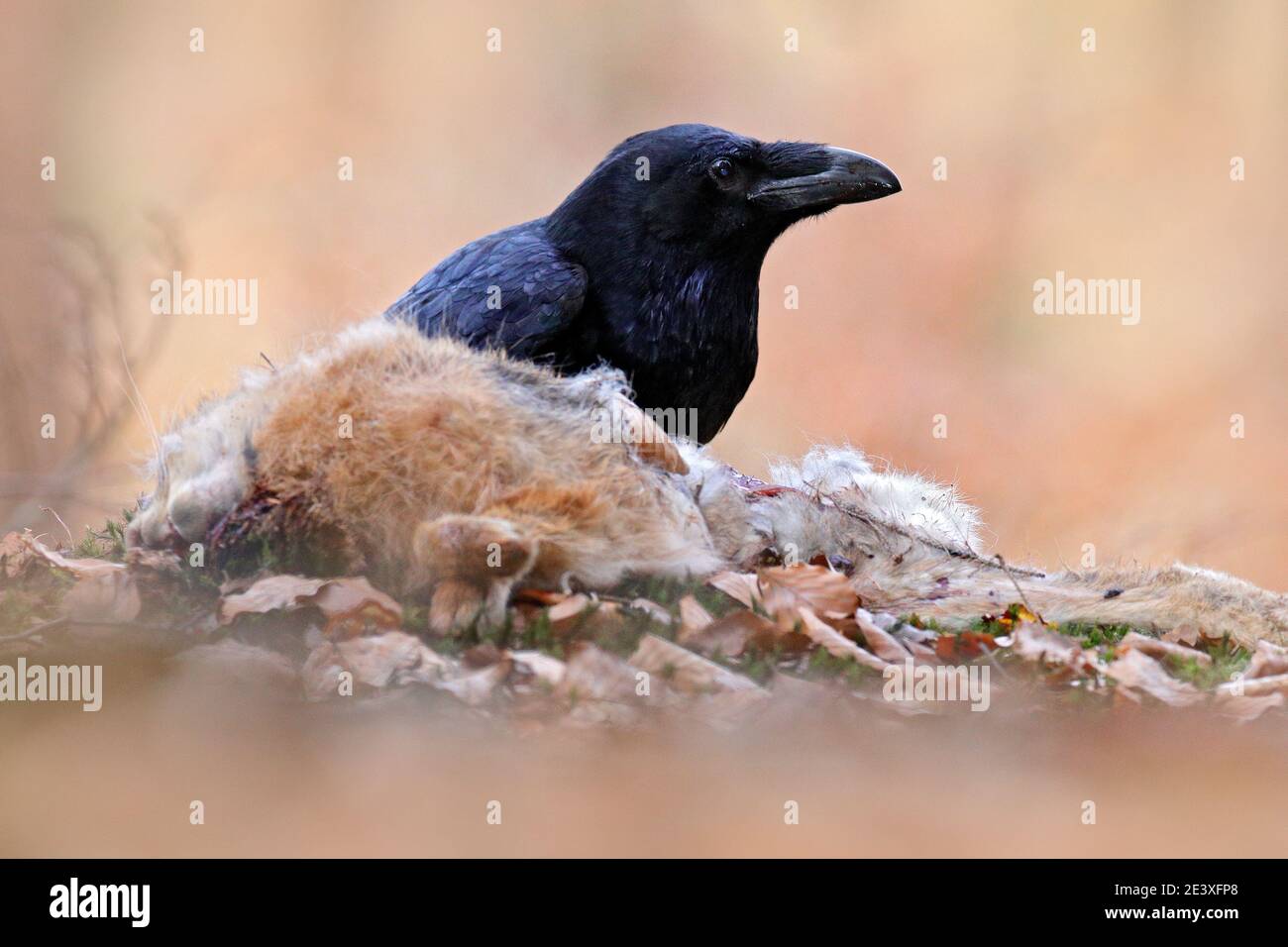Raven with dead kill hare, sitting on the stone. Bird behavior in ...