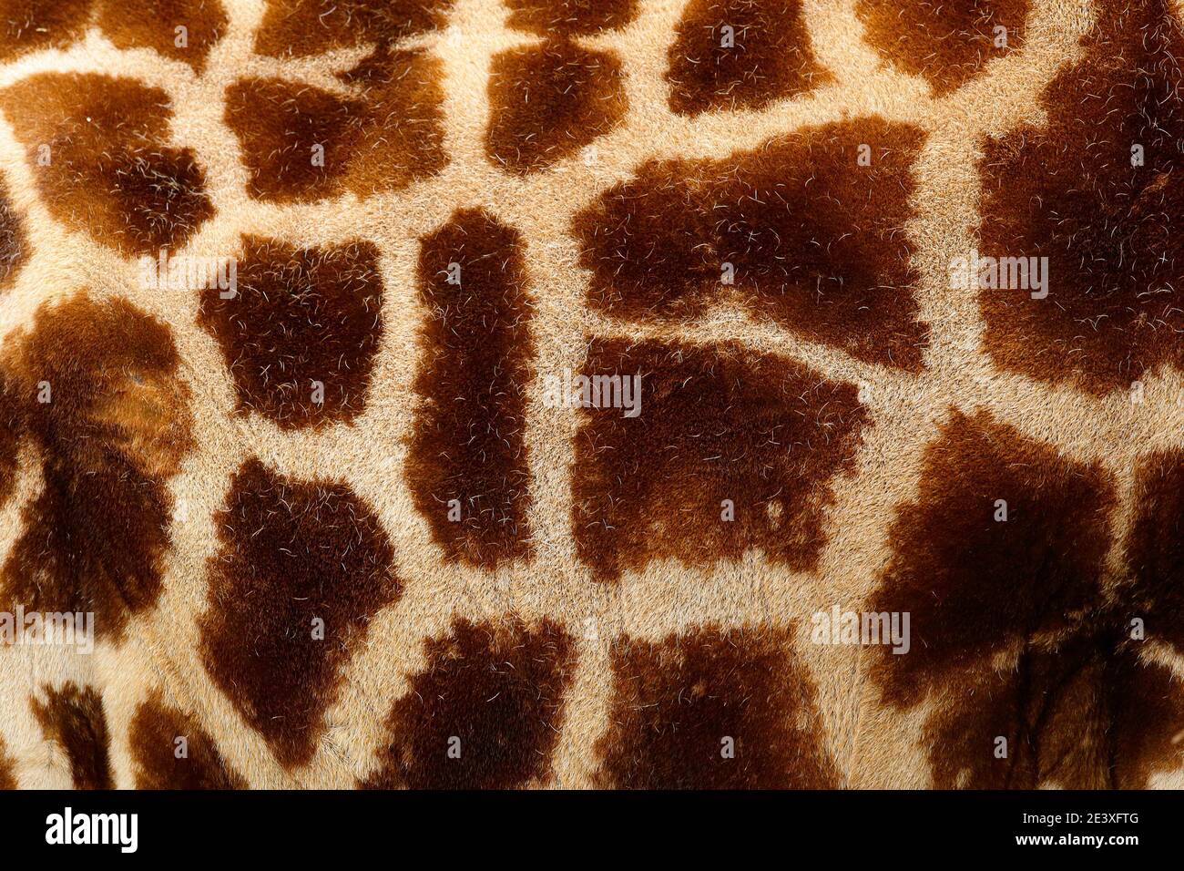 Coat a giraffe hi-res stock photography and images - Alamy