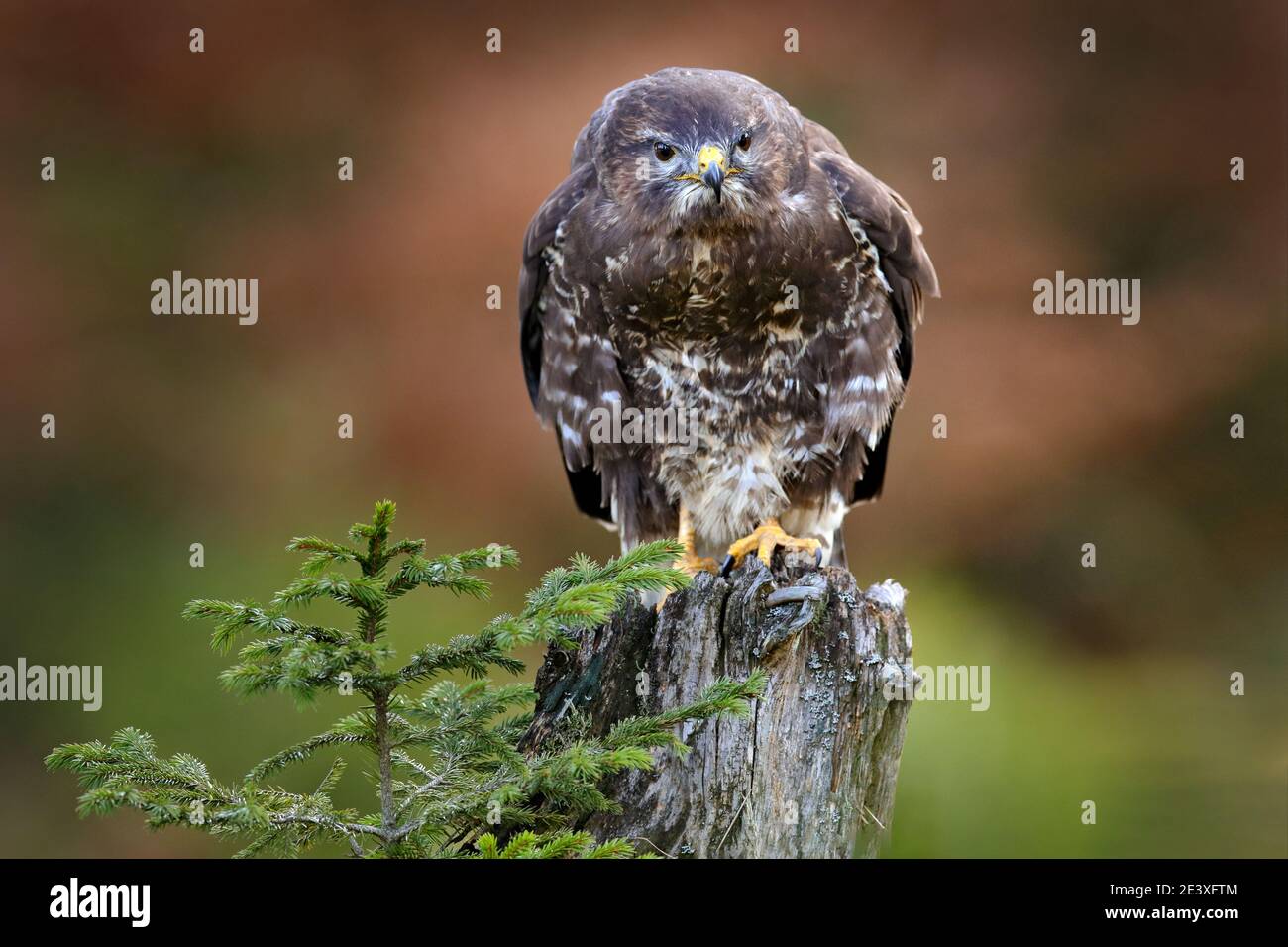 Buzzard in the forest hi-res stock photography and images - Alamy