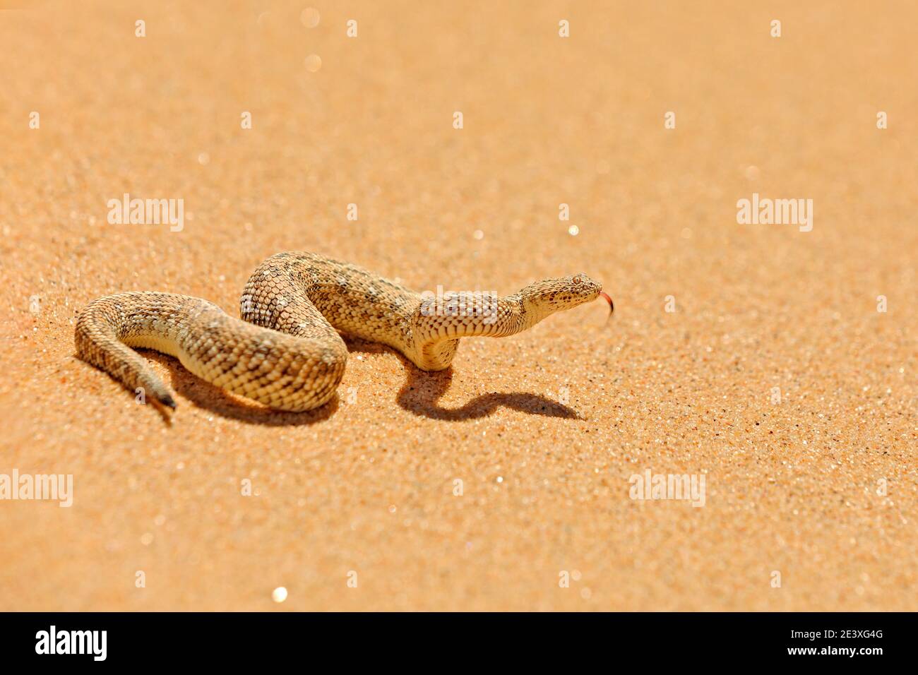 Bitis peringueyi, Péringuey's Adder, poison snake from Namibia sand ...
