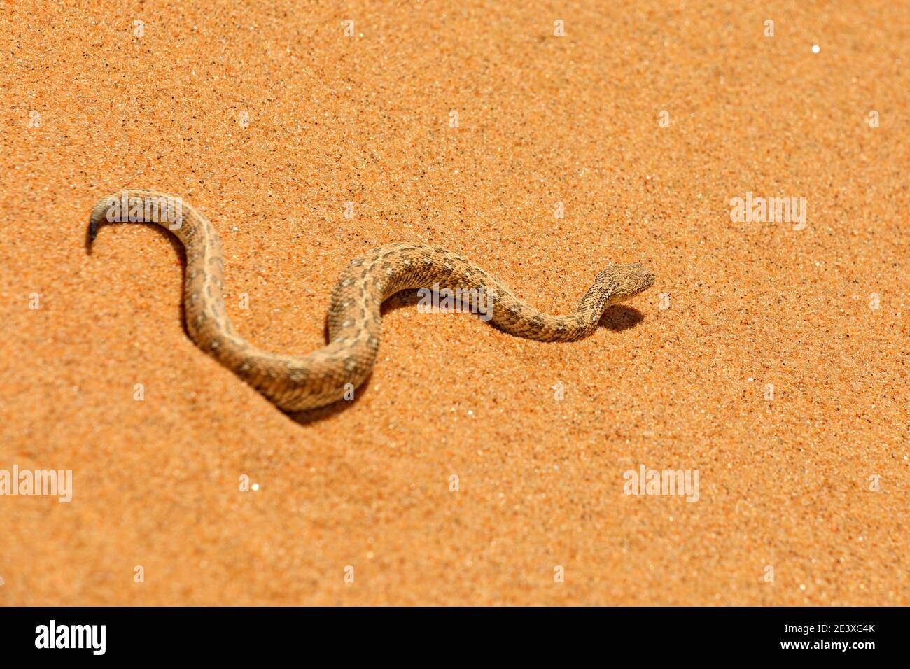 Bitis peringueyi, Péringuey's Adder, poison snake from Namibia sand ...