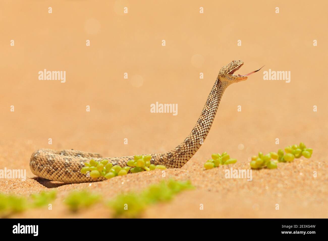 Bitis peringueyi, Péringuey's Adder, poison snake from Namibia sand ...