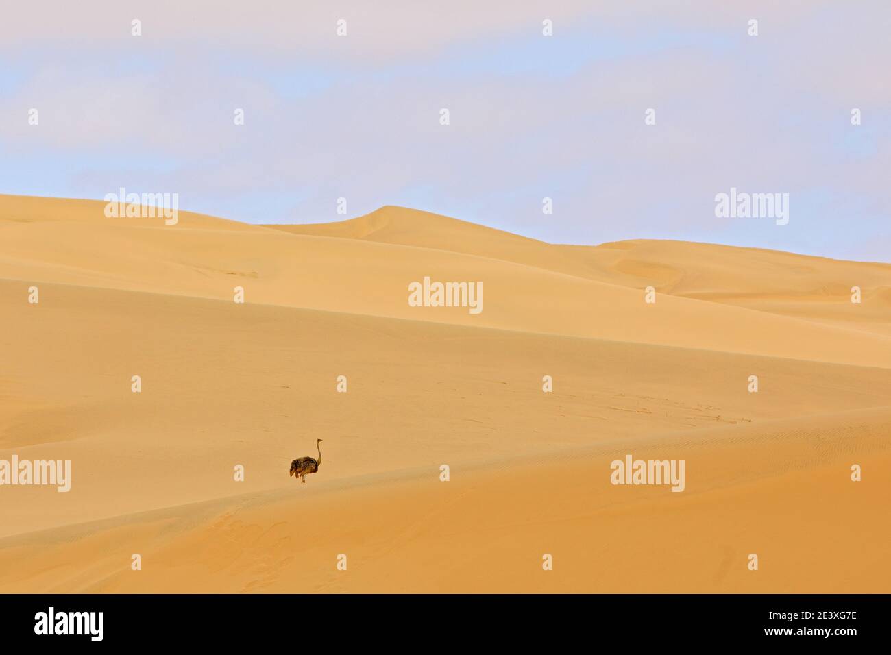 Ostrich feeding sand hi-res stock photography and images - Alamy