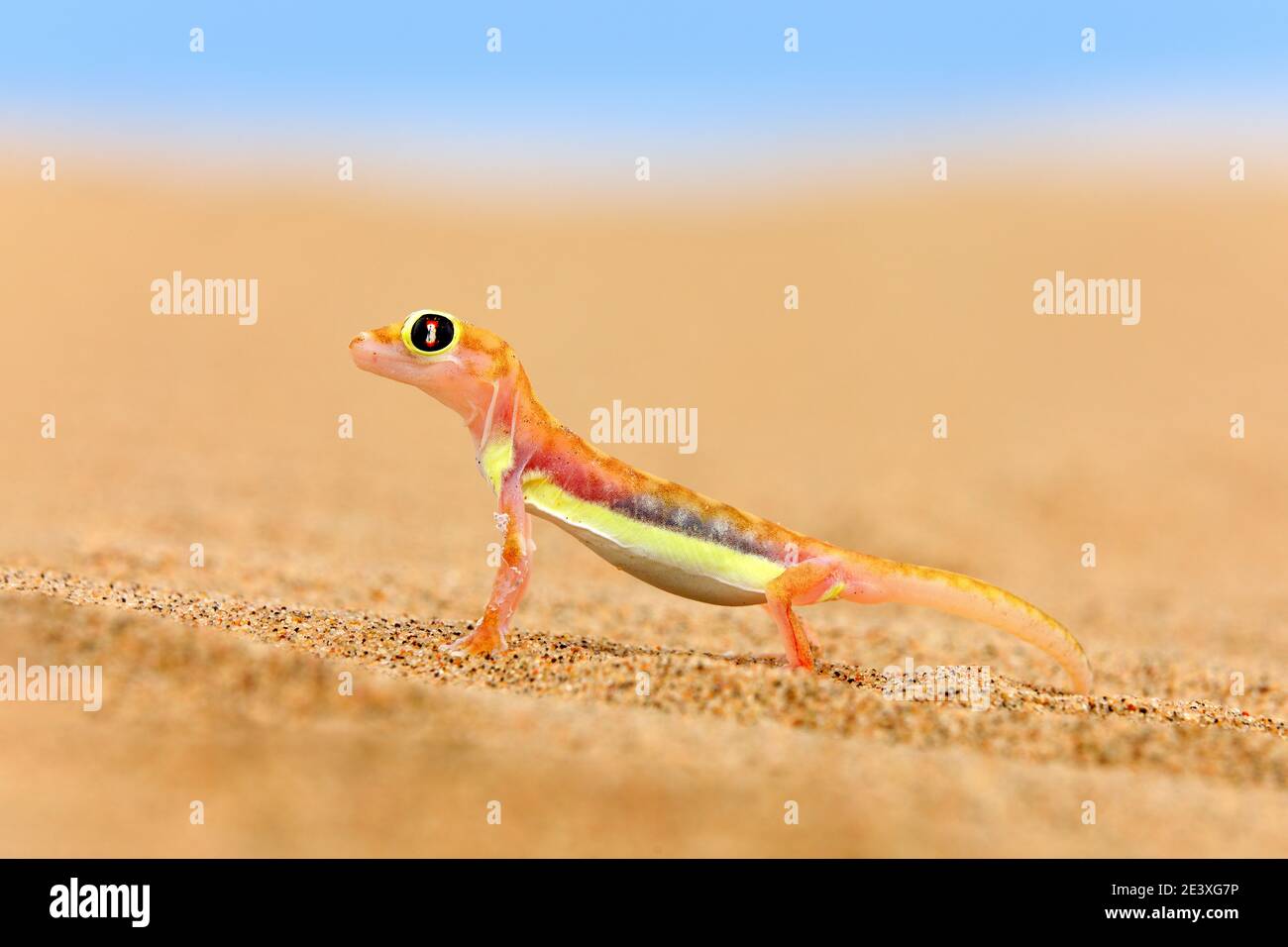 Gecko from Namib sand dune, Namibia. Pachydactylus rangei, Web-footed ...