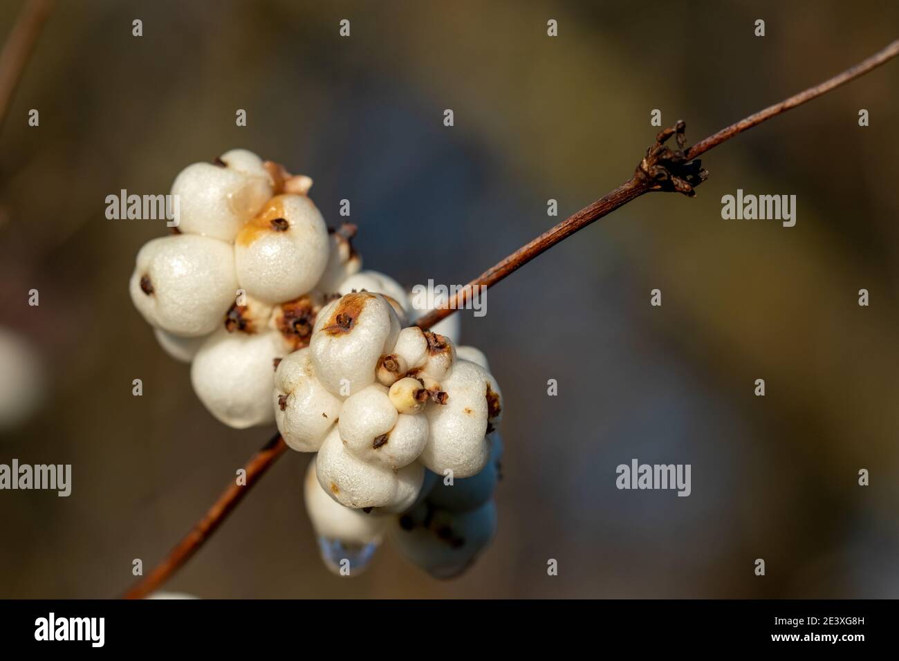 The fruits of the snowberry, Symphoricarpos alba, are also called snap ...