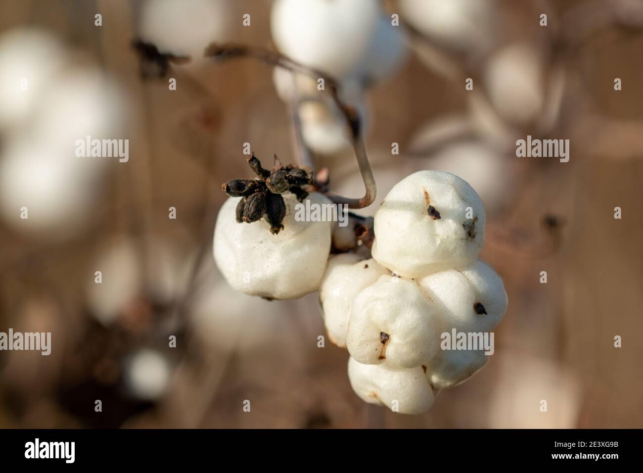 The fruits of the snowberry, Symphoricarpos alba, are also called snap ...