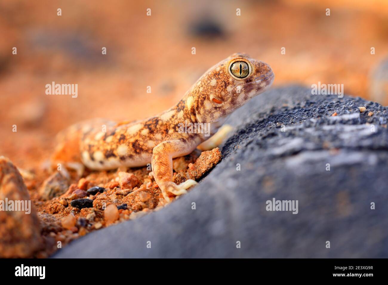 Lizard in Namibia desert with blue sky with clouds, wide angle ...