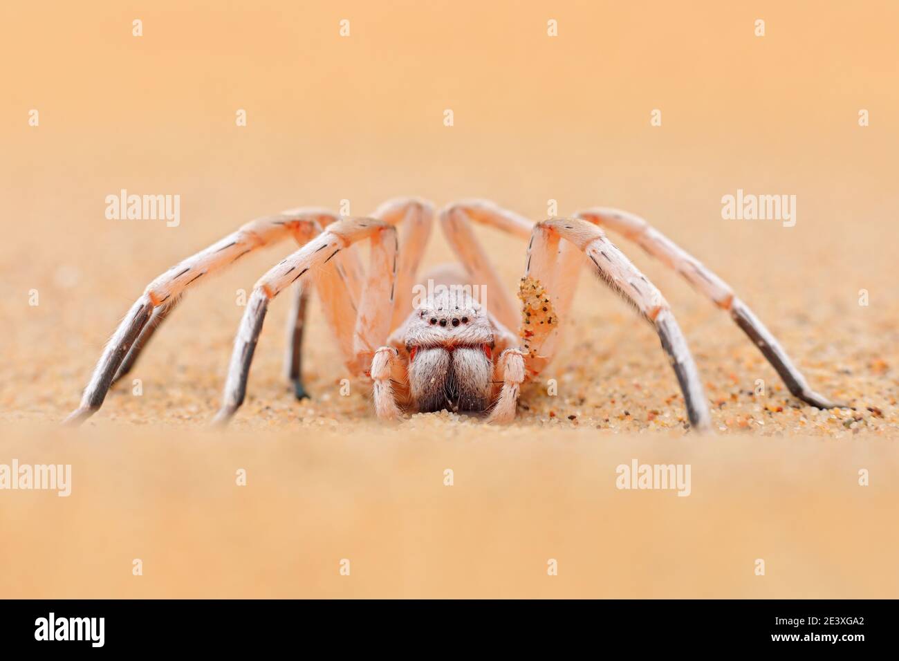 Aggressive dancing hi-res stock photography and images - Alamy