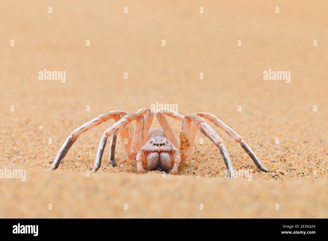 Golden wheeling spider hi-res stock photography and images - Alamy
