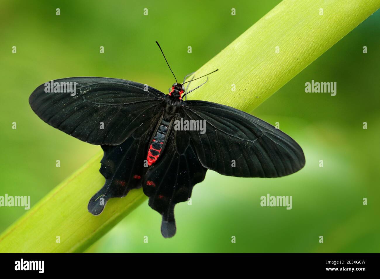 Black buttrefly, Antrophaneura semperi, beautiful black and red poison ...