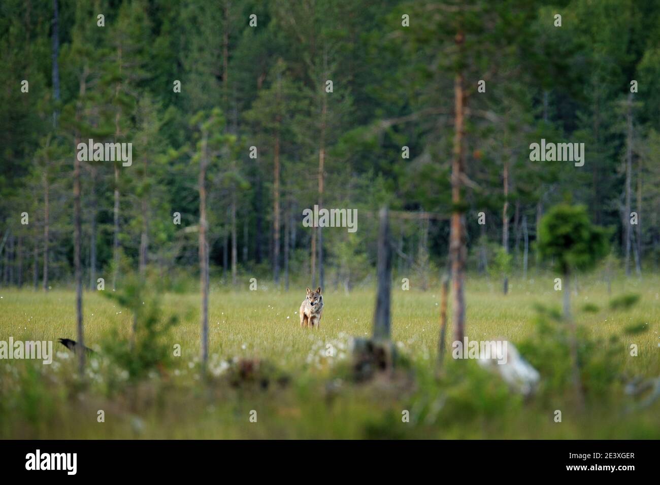 Wolf from Finland. Gray wolf, Canis lupus, in the spring light, in the ...