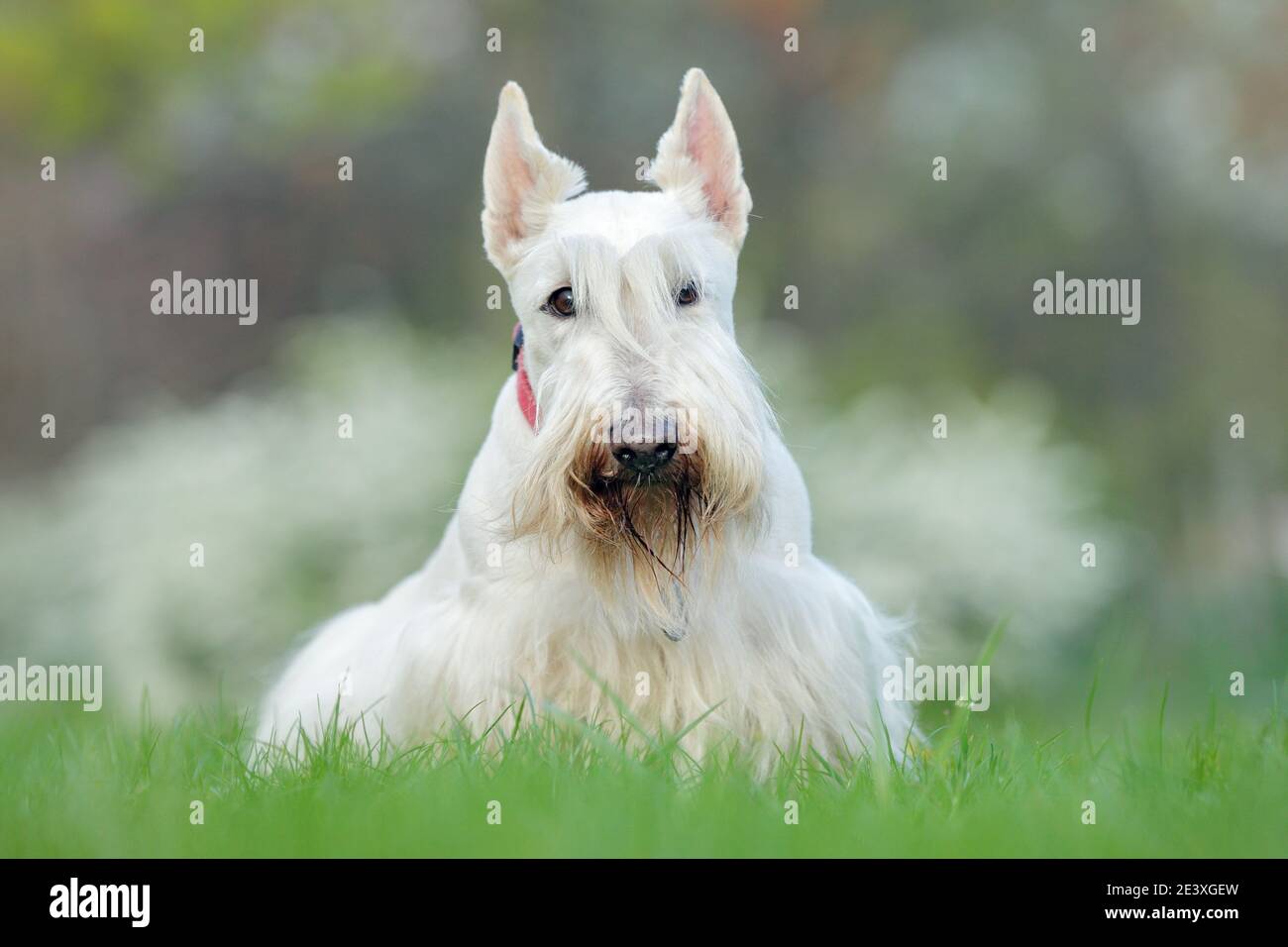 Scottish terrier puppy dog hi-res stock photography and images - Alamy