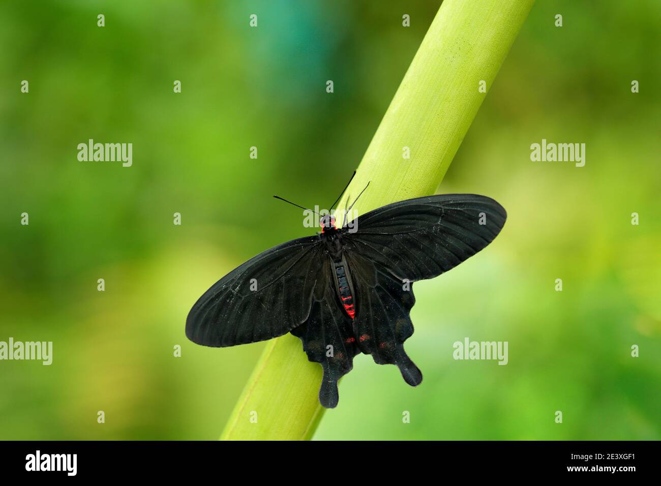 Antrophaneura semperi, beautiful black and red poison butterfly, in ...