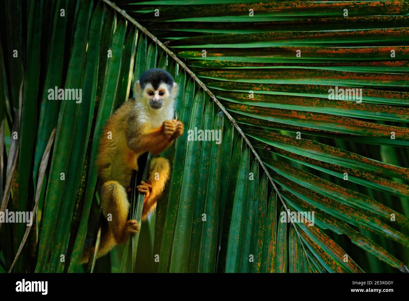 Monkey, long tail in tropic forest. Squirrel monkey, Saimiri oerstedii ...