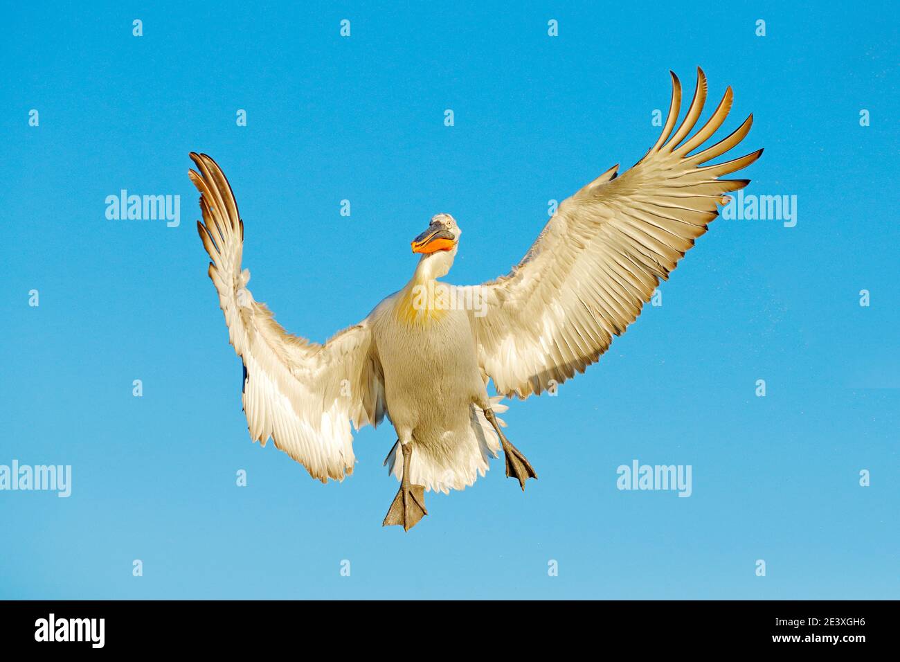 Big beautiful white pelican hi-res stock photography and images - Alamy
