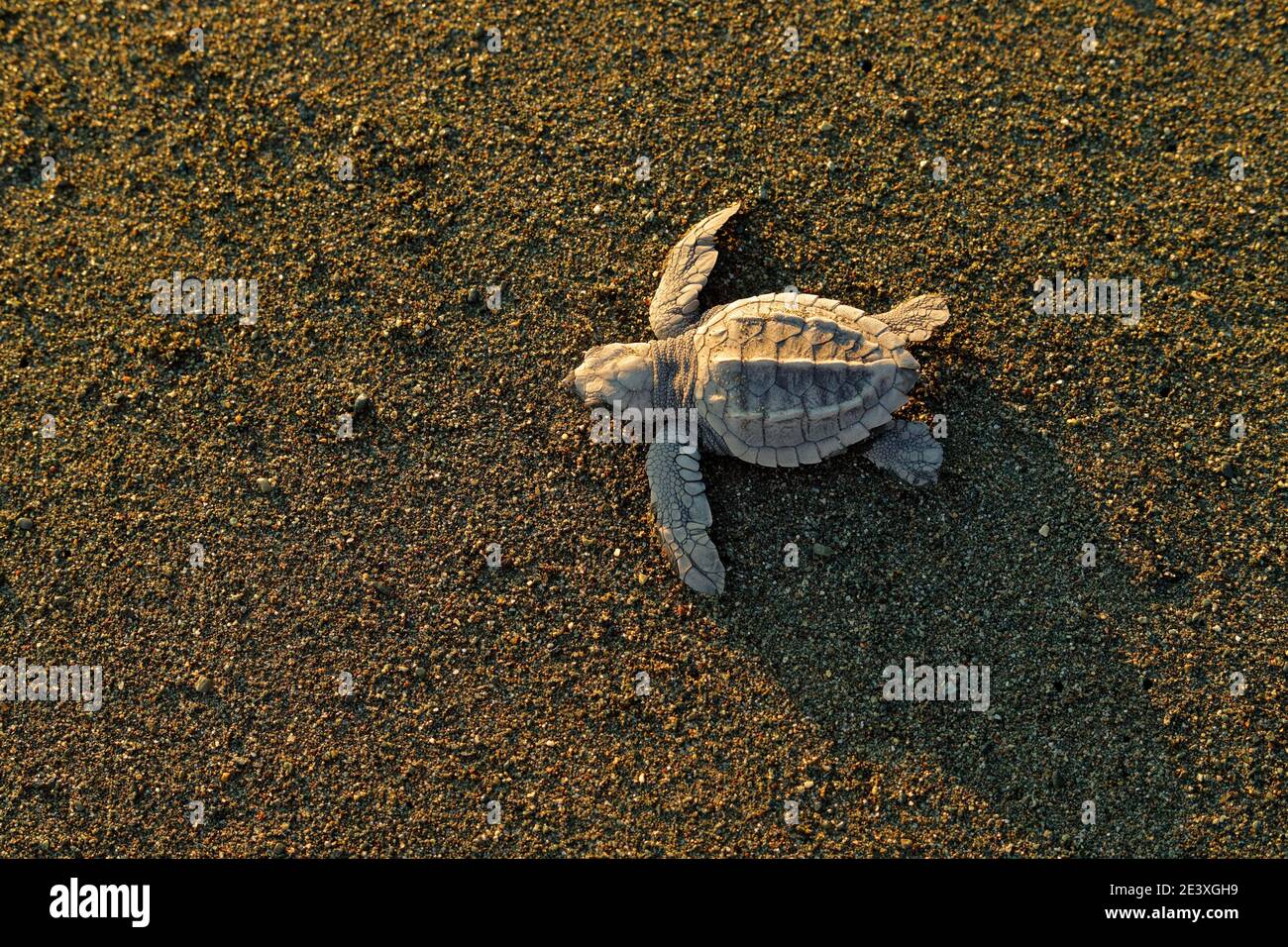 Loggerhead Sea Turtle, Caretta caretta, evening birth on the sand beach ...