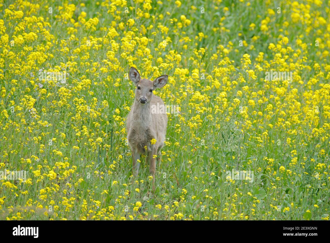 Deer in yellow bloom flower field meadow of oilseed rape, colza. White ...