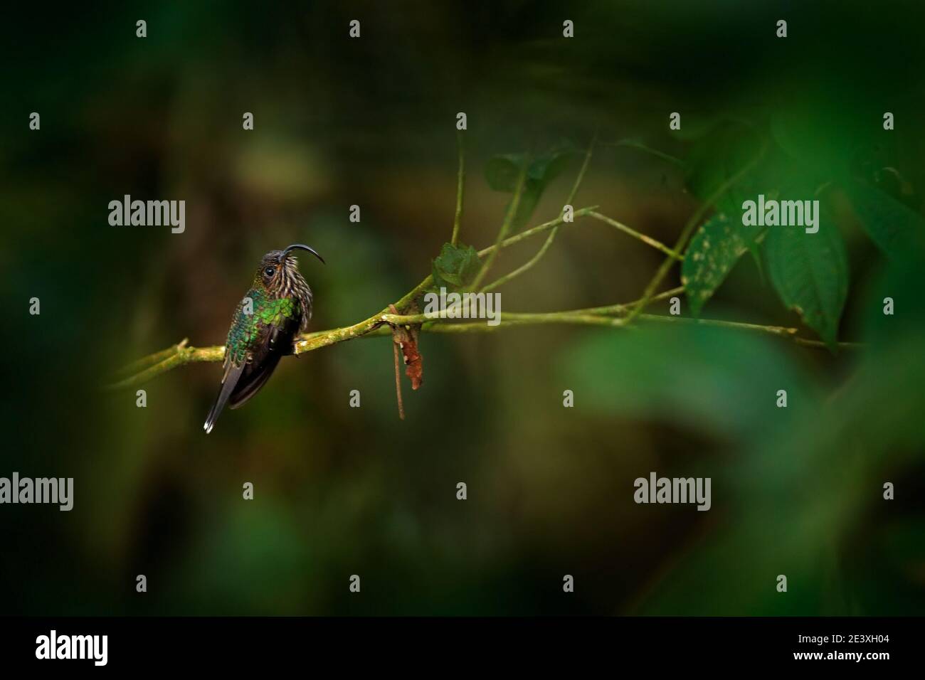 Bird sicklebill white tipped hi-res stock photography and images - Alamy