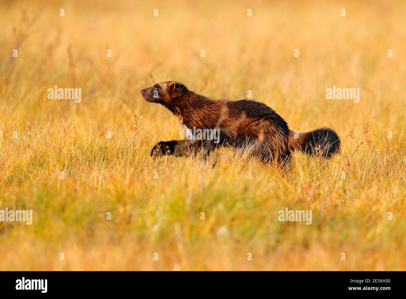 Wolverine animal hi-res stock photography and images - Alamy