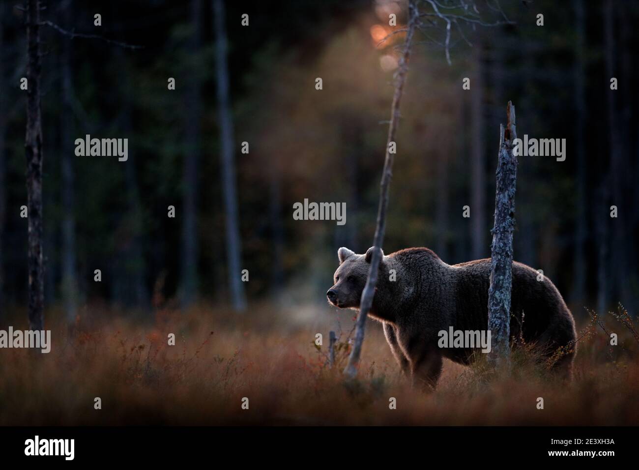 Bear hidden in yellow forest, cold sunset in taiga. Autumn trees with ...