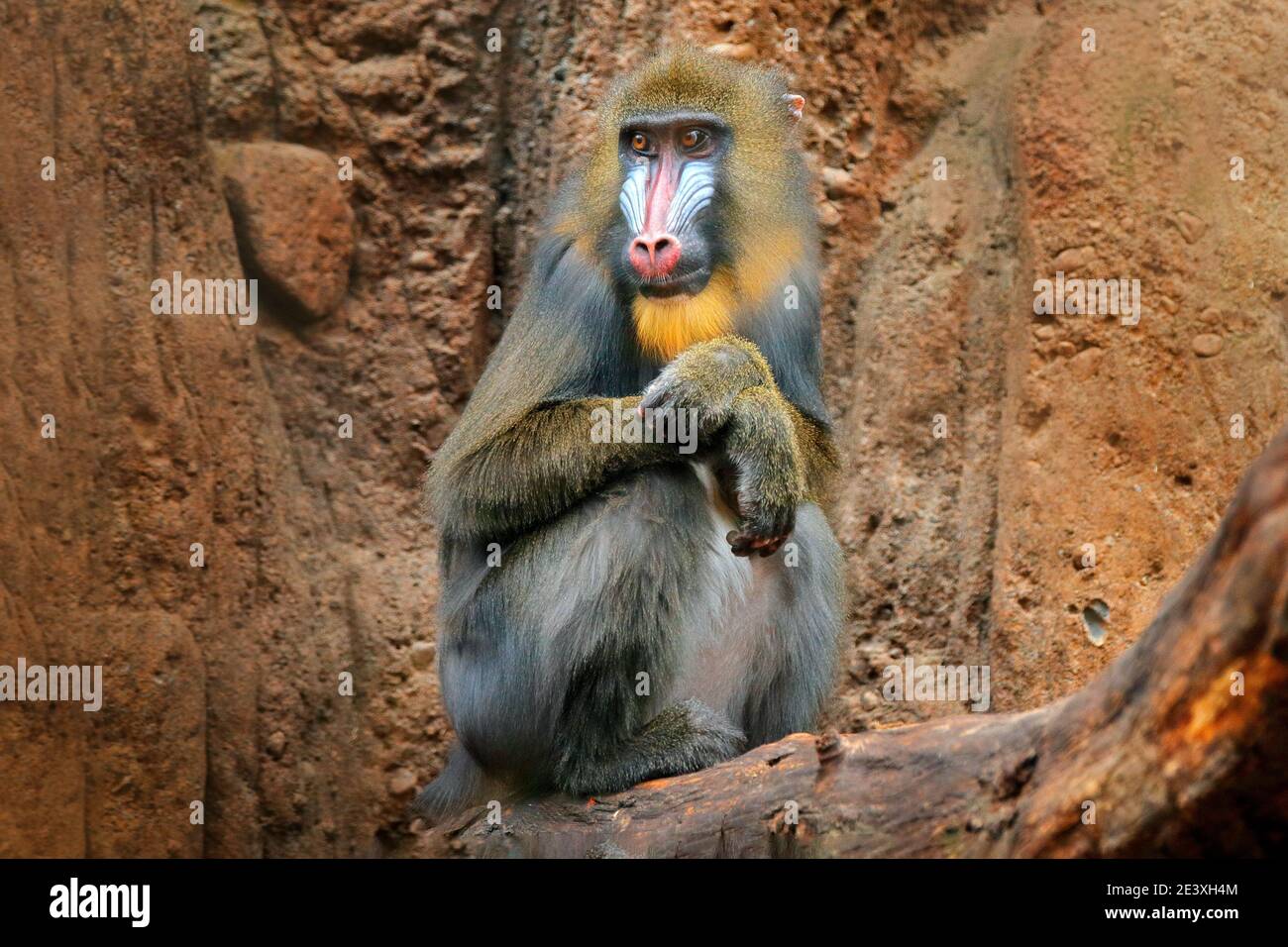 Mandrill, Mandrillus sphinx, sitting on tree branch in dark tropical ...