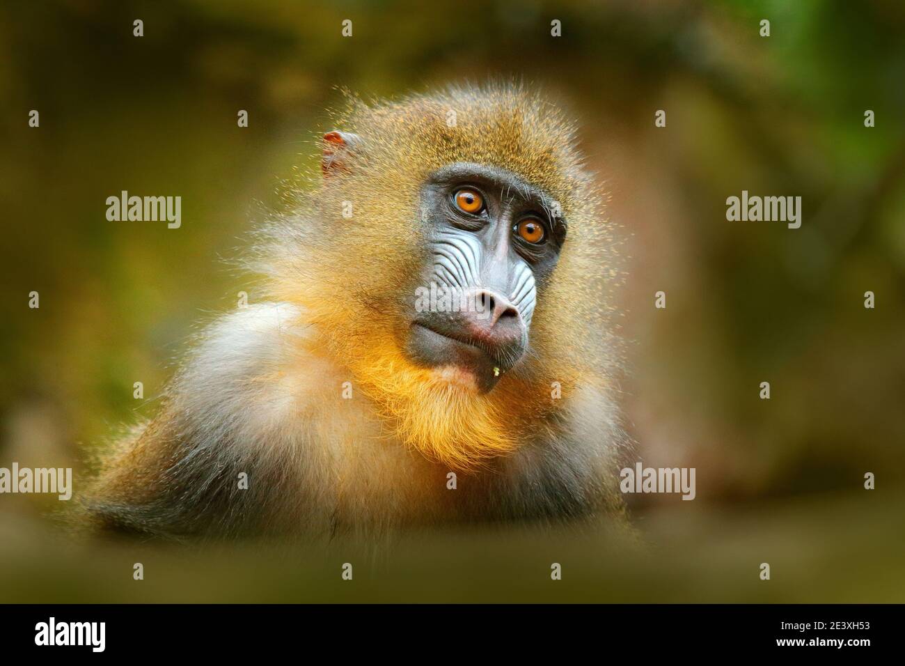 Mandrill in the jungle hi-res stock photography and images - Alamy