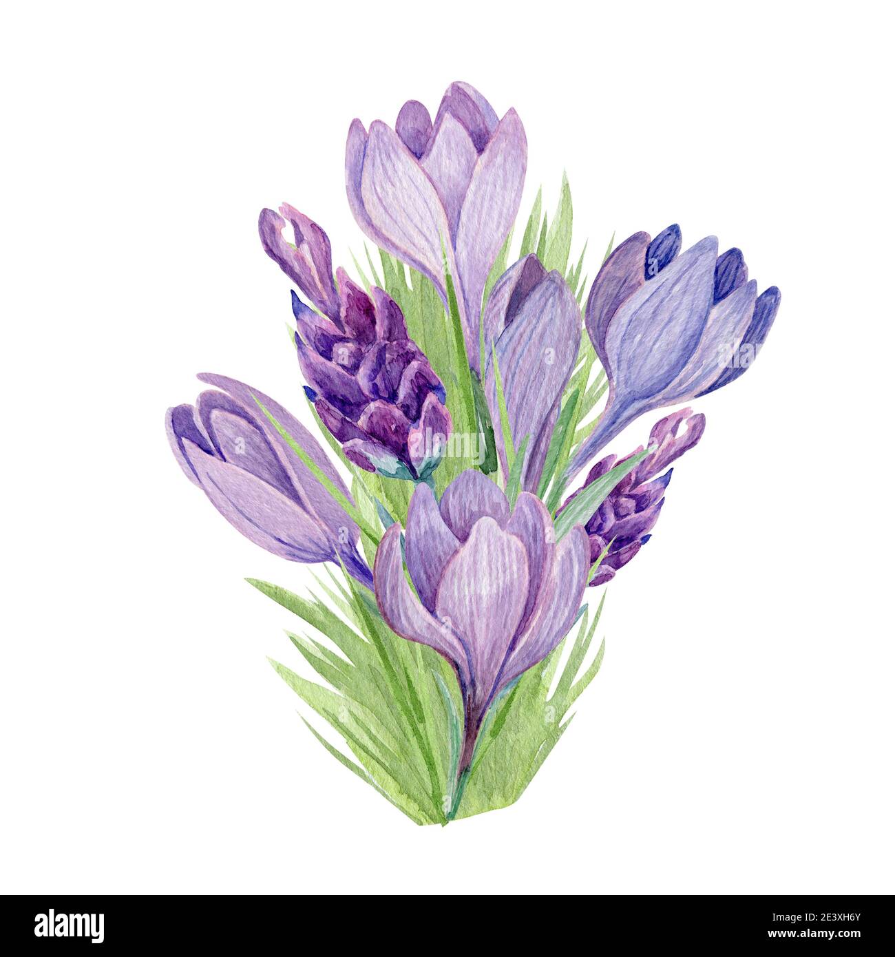 Purple spring flowers decoration isolated on white background Stock ...