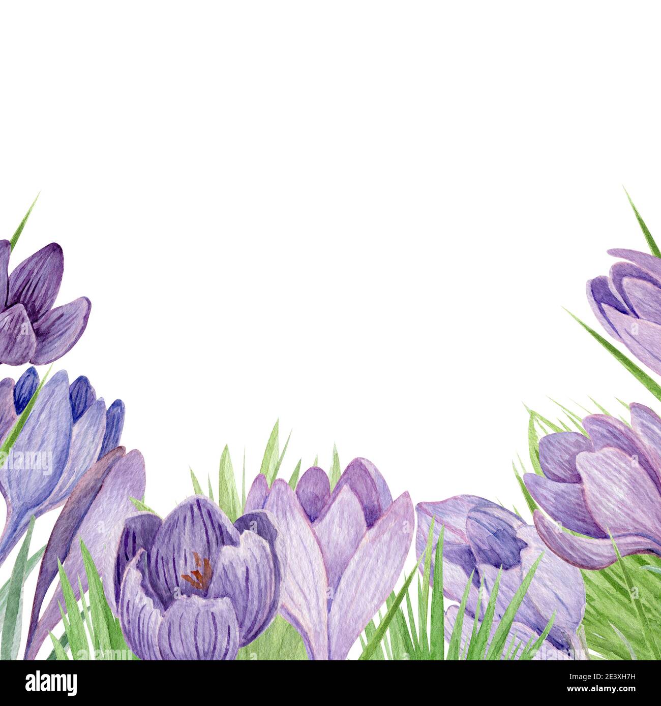 Purple spring flowers decoration isolated on white background Stock ...