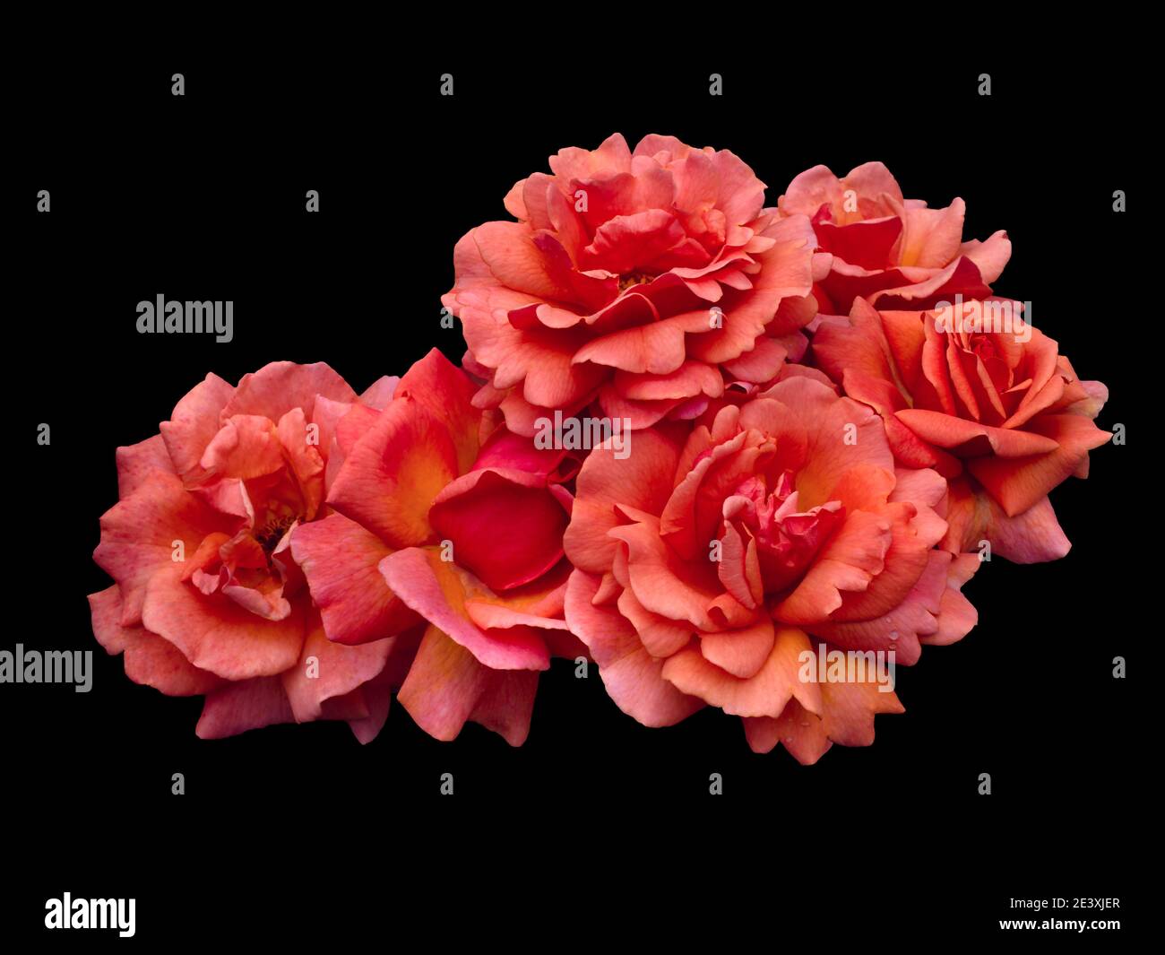 Scarlet rose flowers arrangement isolated on black background Stock ...