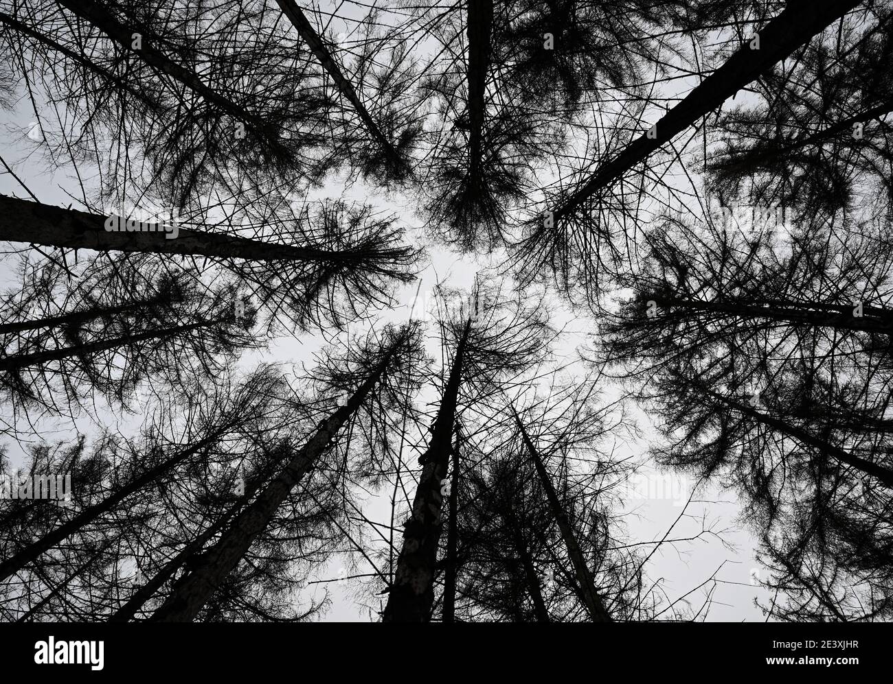 Treplin, Germany. 20th Jan, 2021. Dead spruces tower into the dull sky ...
