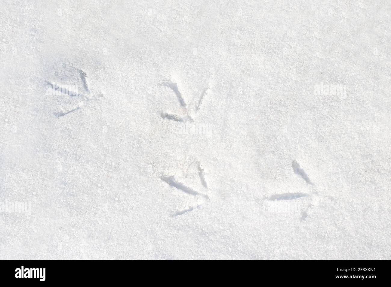 Pheasant Footprints High Resolution Stock Photography and Images - Alamy