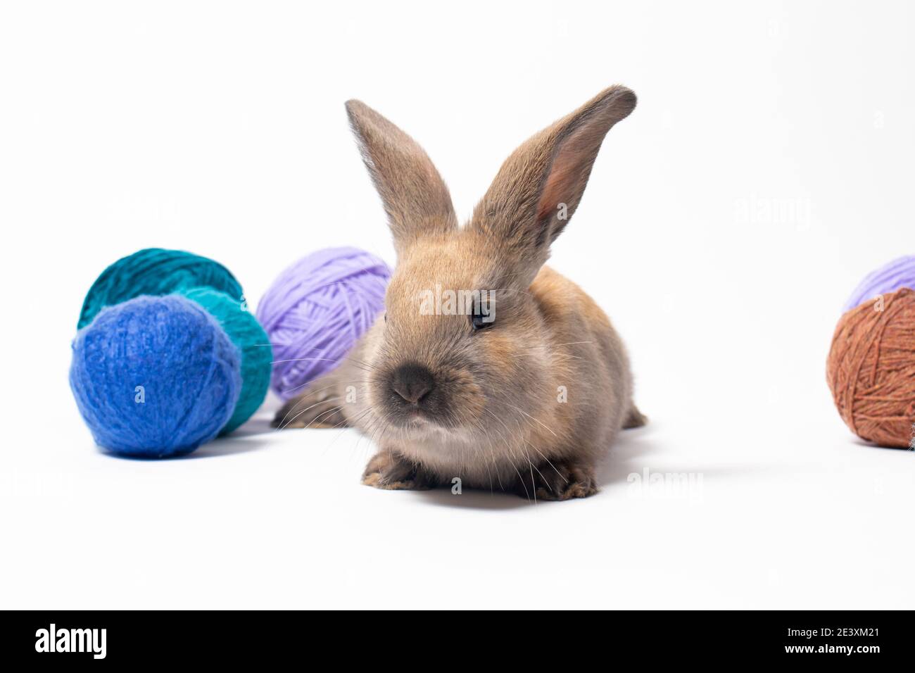 Beautiful little fluffy rabbit against the background of soft wool yarn ...