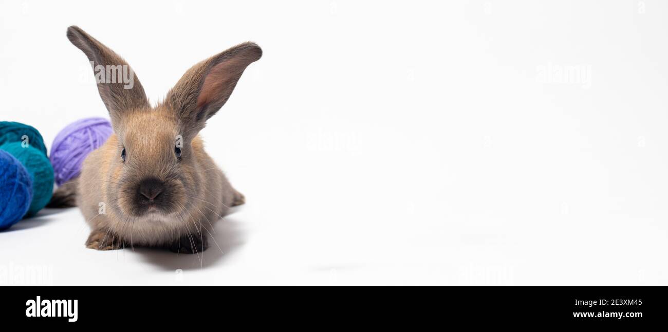 Beautiful little fluffy rabbit against the background of soft wool yarn ...
