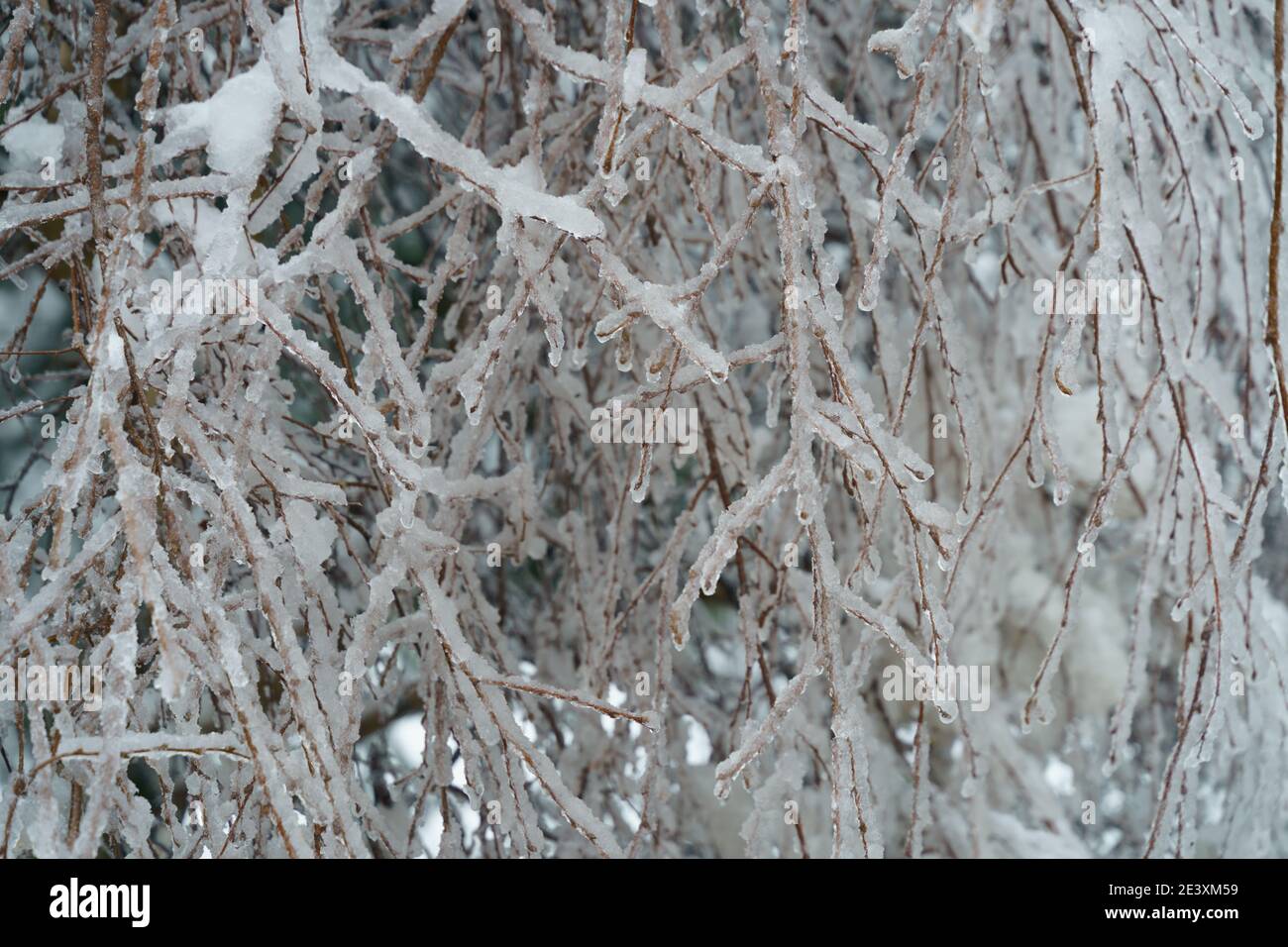 Branches of bush with Snow and rime ice. Cold snowy weather. Frosting ...