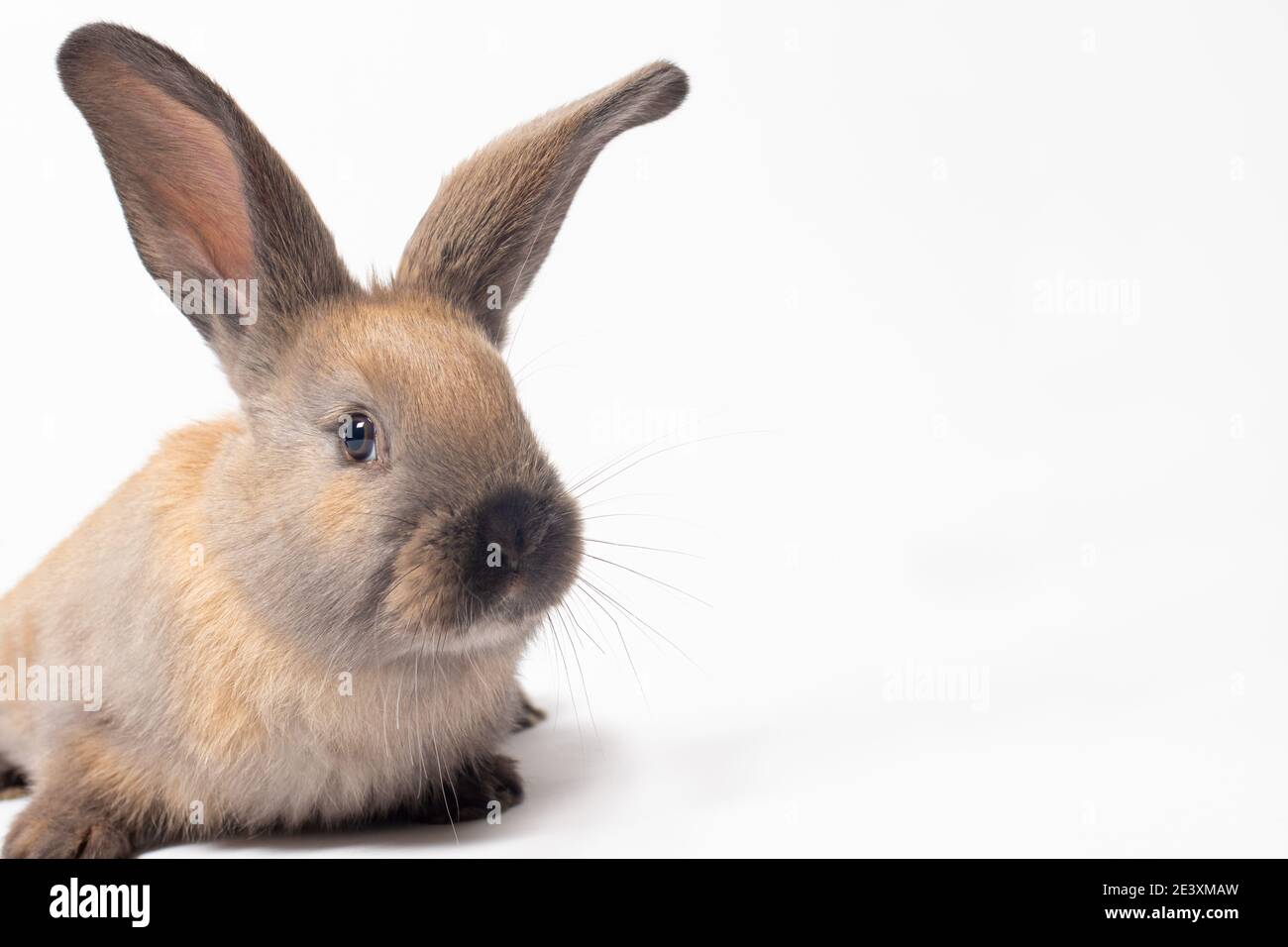 Fluffy brown pet rabbit on a white background with a place to text copy ...