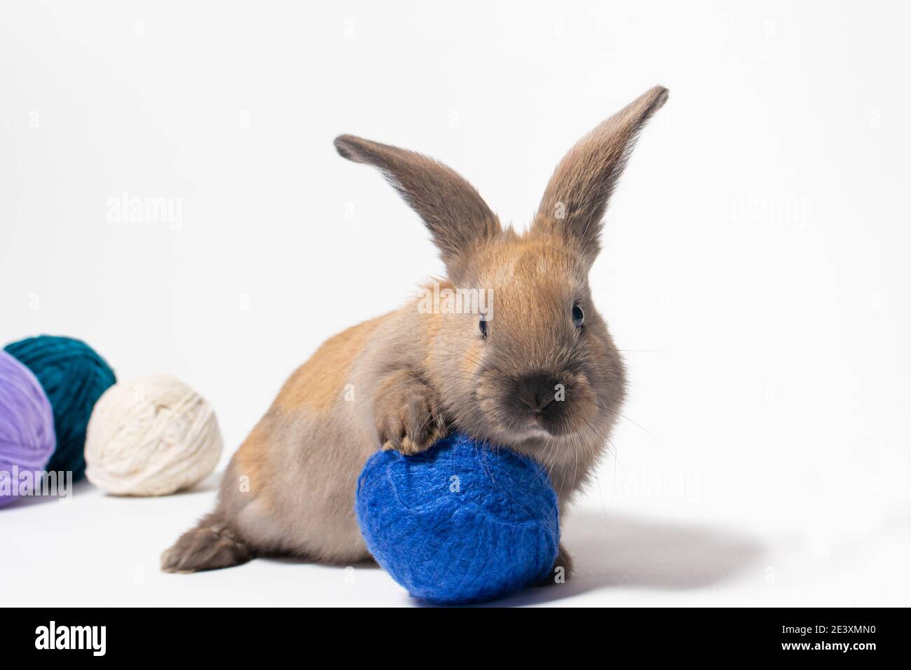 A little funny rabbit plays with a tangle of yarn for knitting. Funny ...