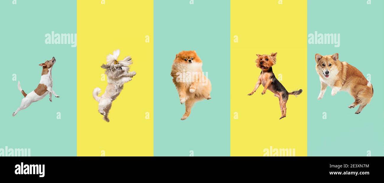 Five little dogs jumping isolated over gradient background, Collage ...