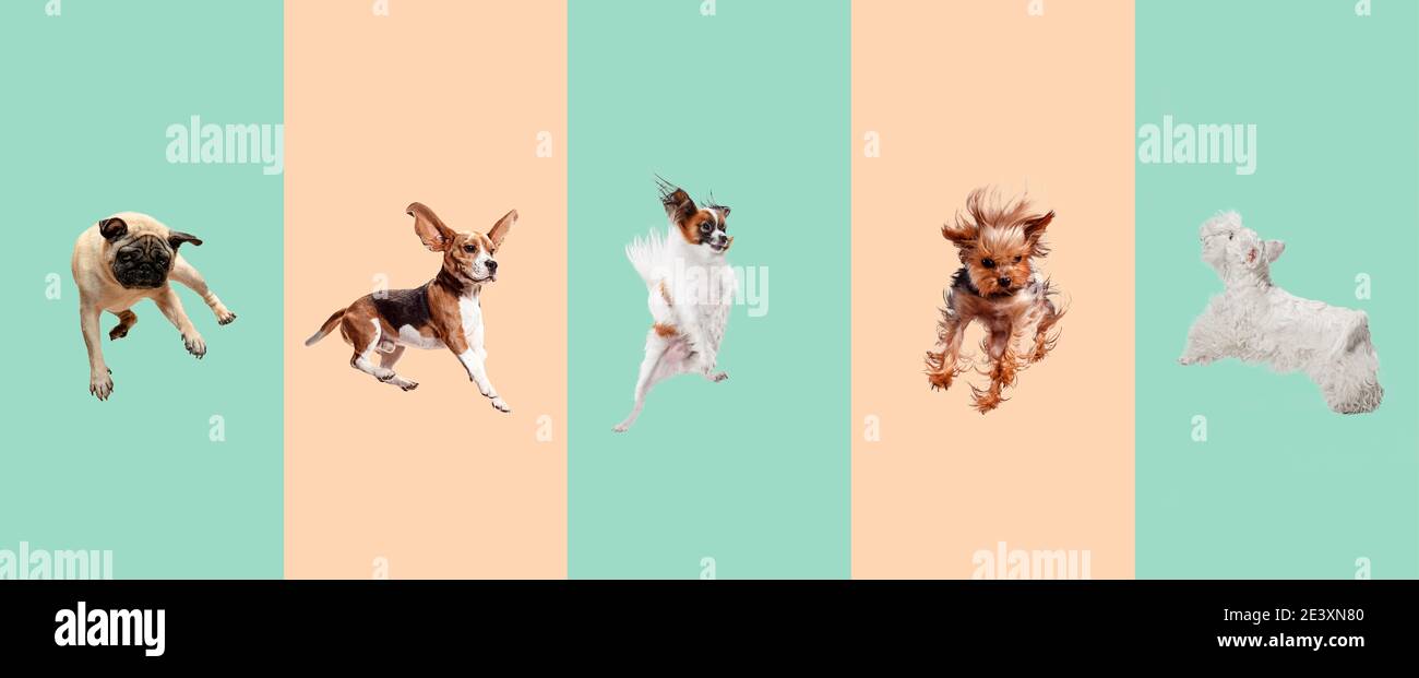 Beautiful purebred dogs jumping isolated over gradient background Stock ...