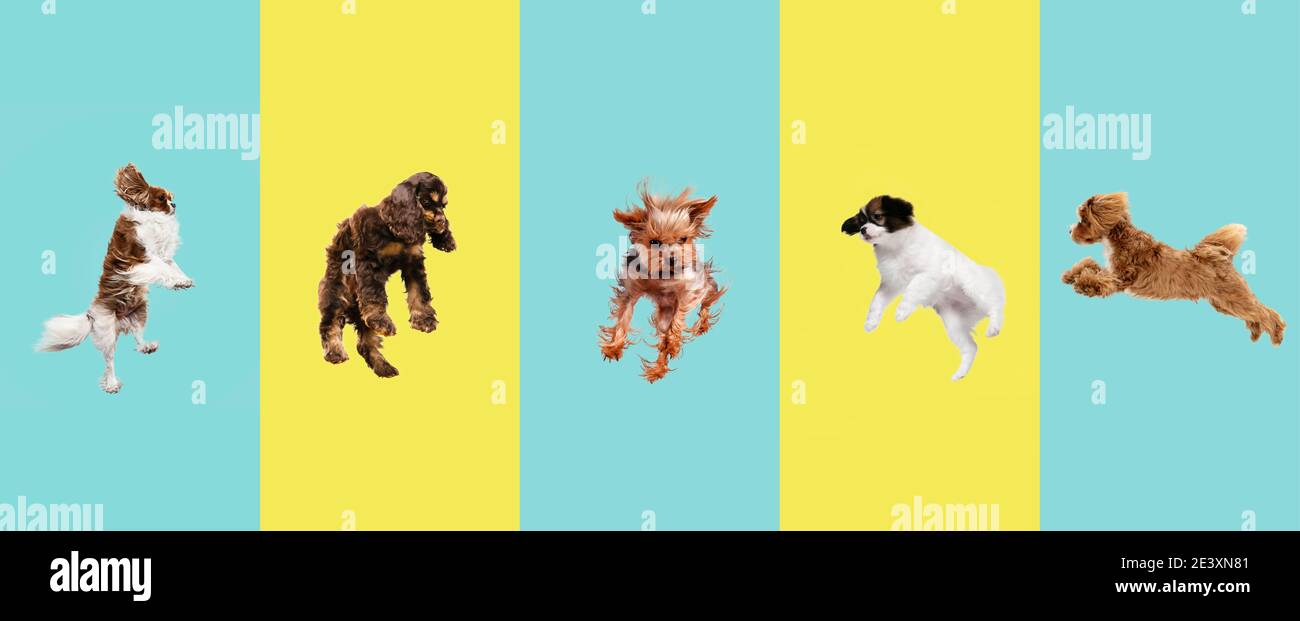 Five little dogs jumping isolated over gradient background, Collage ...