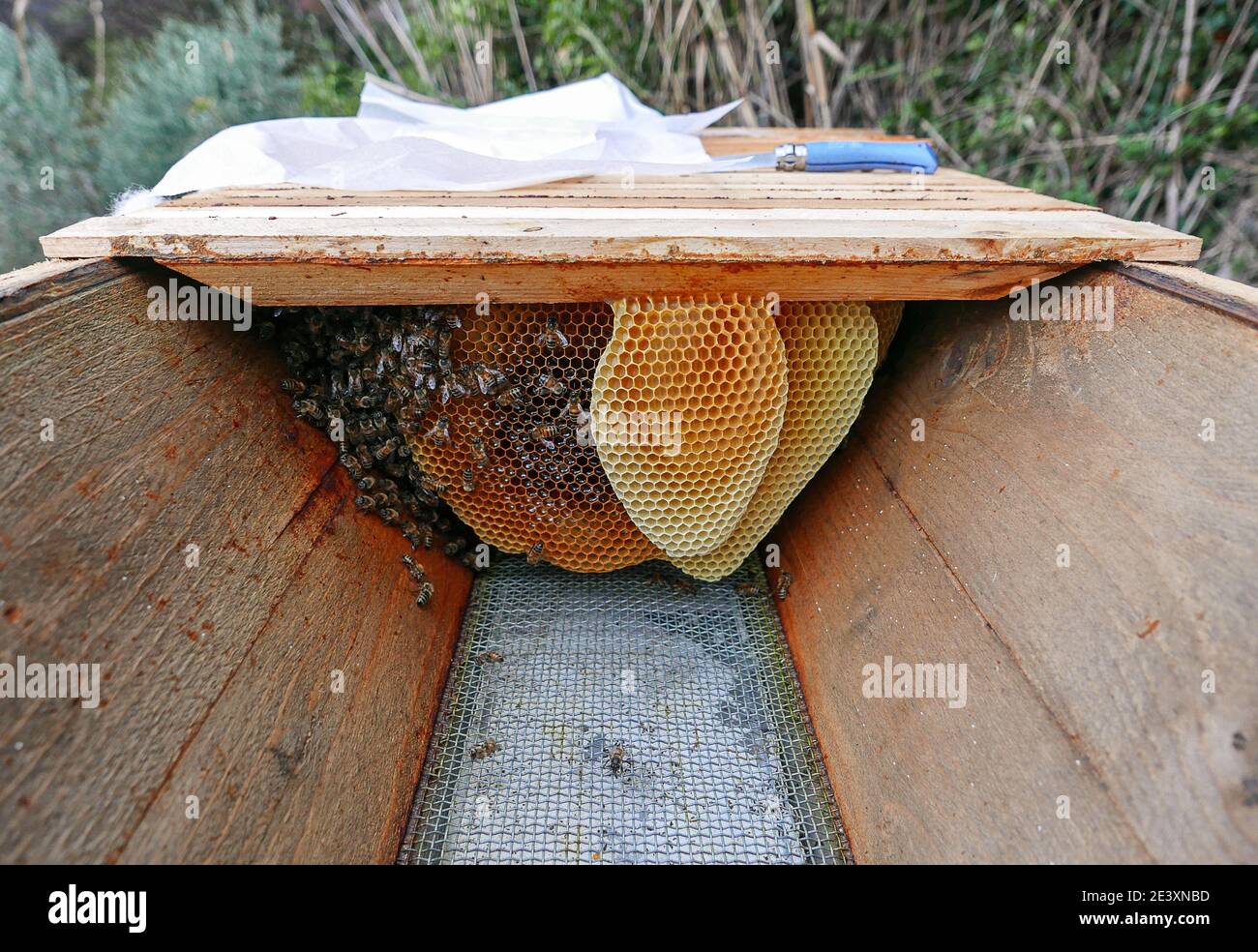 Italian honey bees hi-res stock photography and images - Alamy