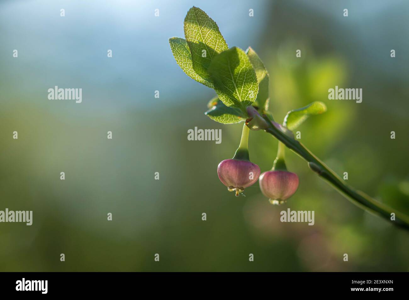 Blueberry shrub in flower. Two berries Stock Photo - Alamy