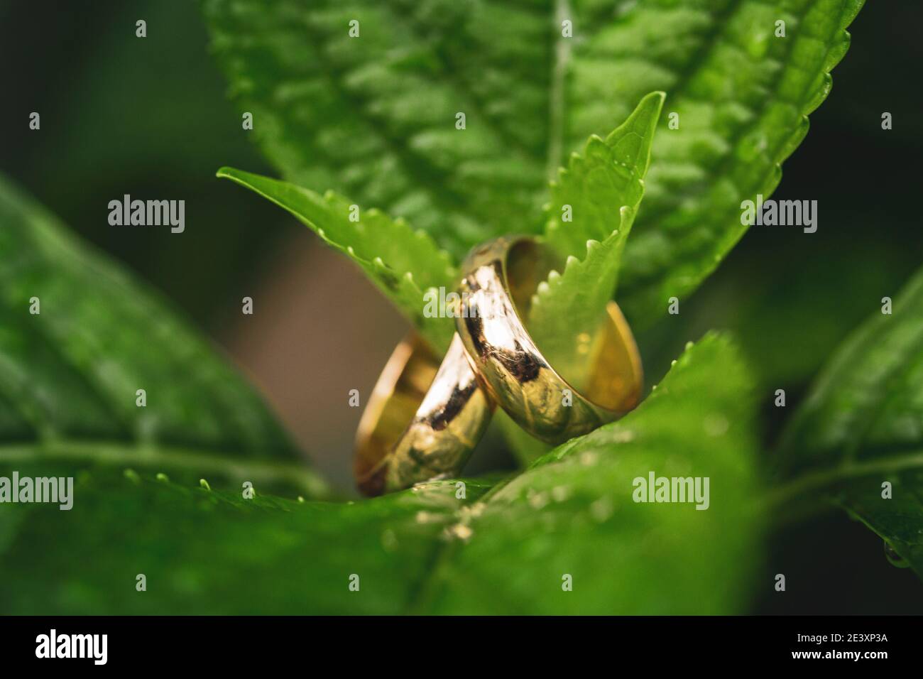 Leaf rings hi-res stock photography and images - Alamy