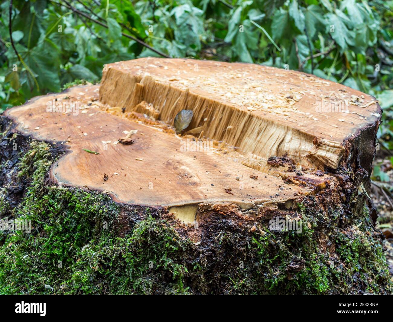 Tree trunk felled in the wood Stock Photo - Alamy