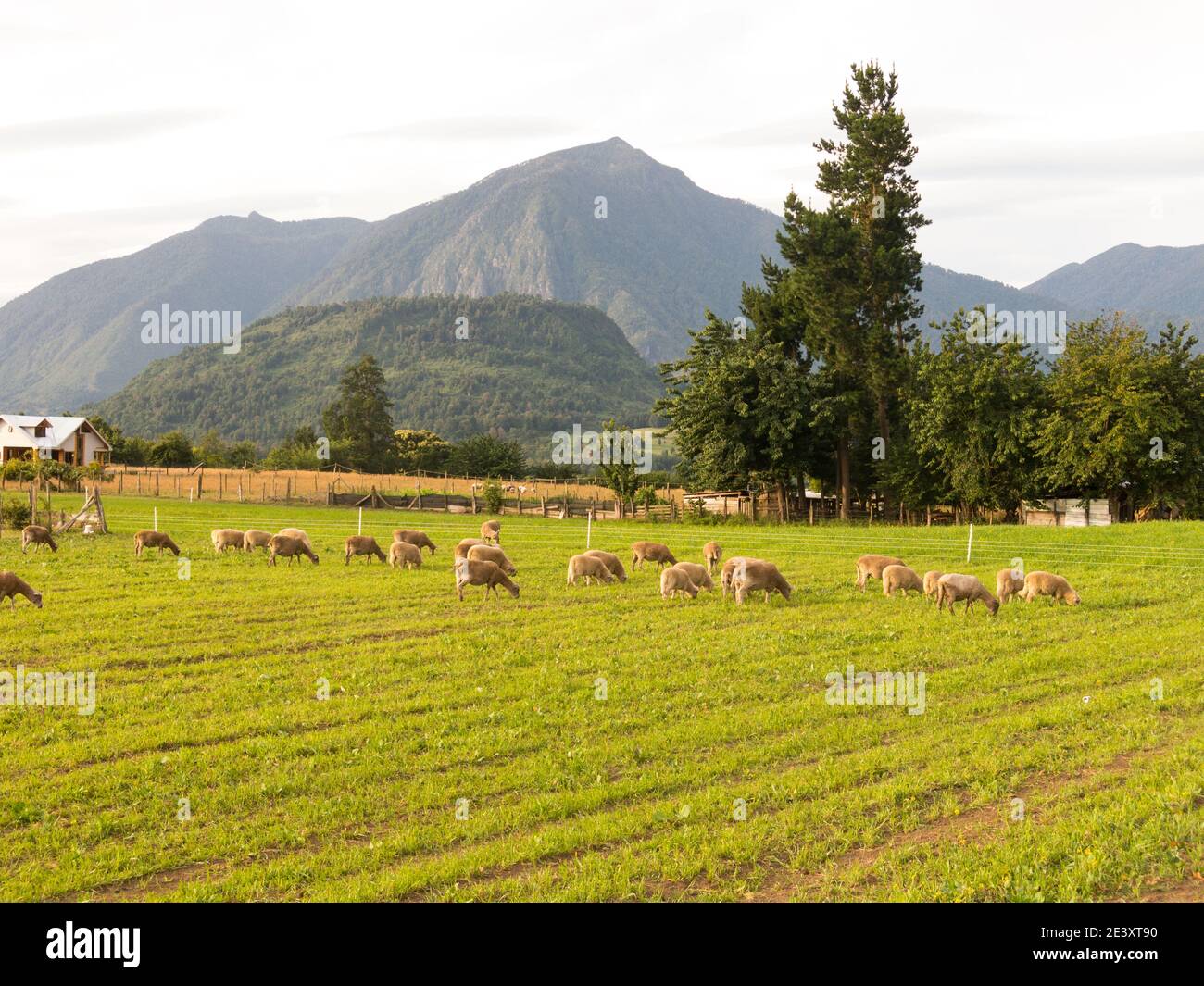Sheep grazing in the fields of Los Rios Region, Valdivia zone, in ...
